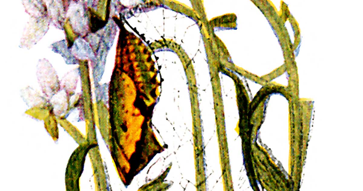 Chrysalis - Karen's Whimsy