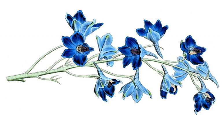 Blue Flowers - Karen's Whimsy