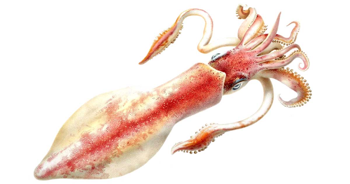 Squid - Karen's Whimsy