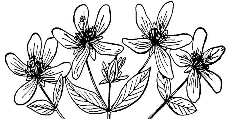 Black and White Clip Art of Flowers - Karen's Whimsy