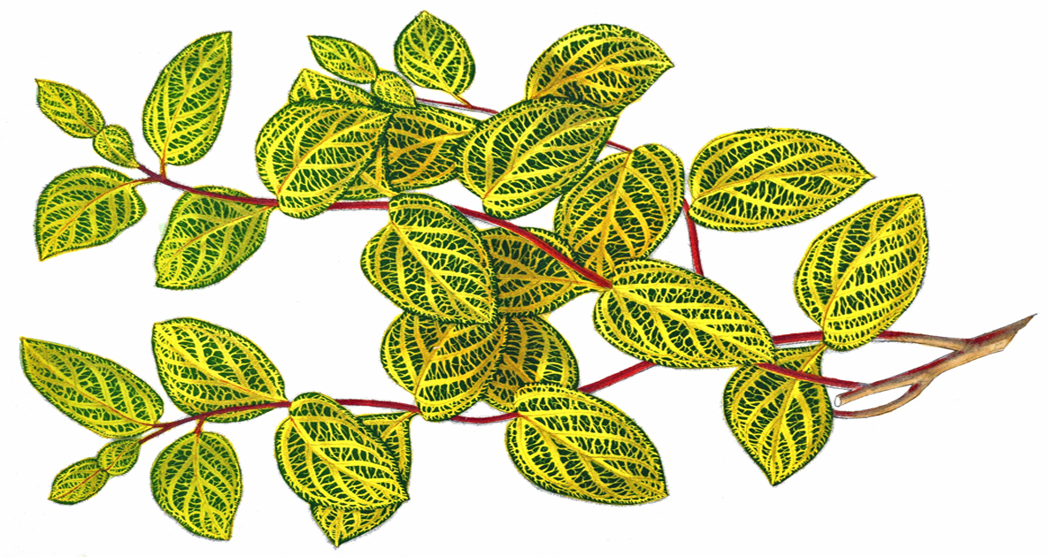 Pictures Of Leaves Karen s Whimsy Pictures Of Leaves Karen s Whimsy