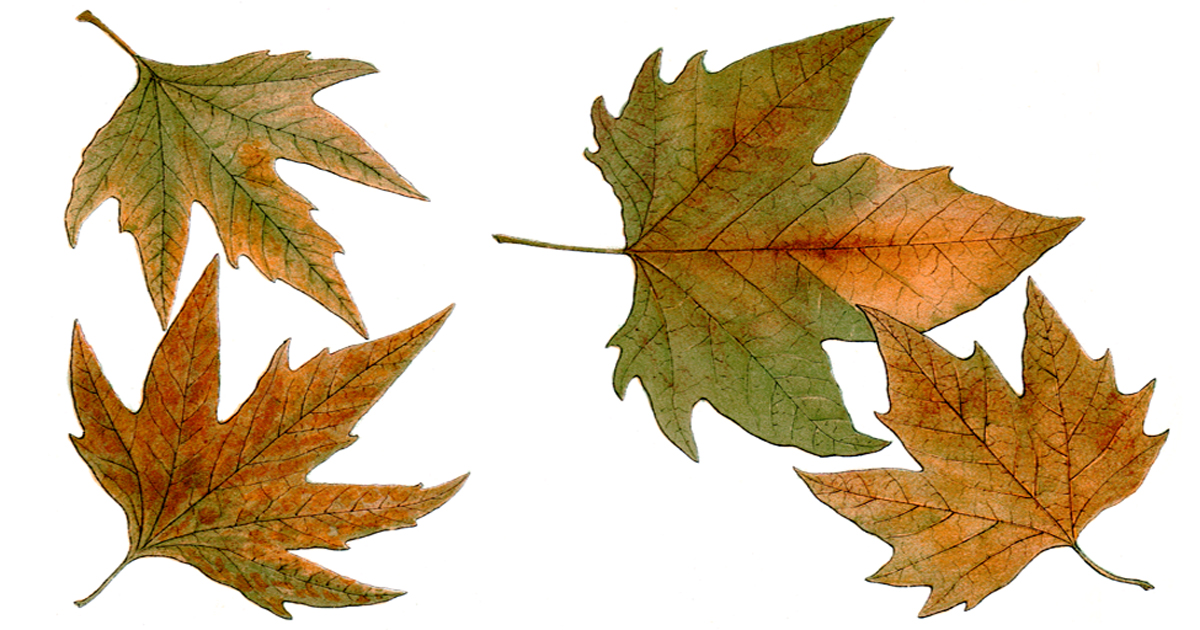Autumn Leaves Clip Art - Karen's Whimsy