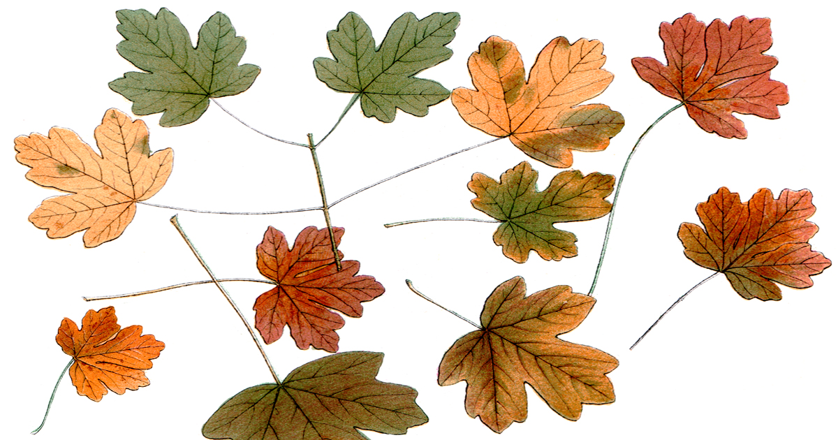 Drawings of Maple Leaves - Karen's Whimsy