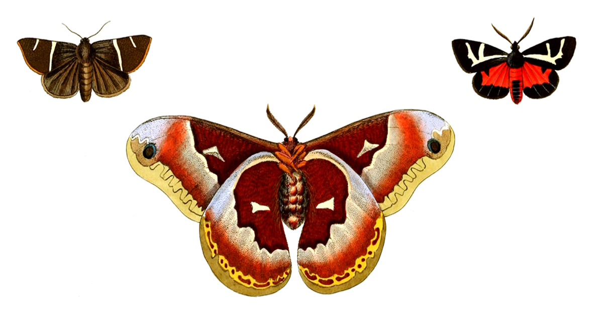 Moth Drawings - Karen's Whimsy