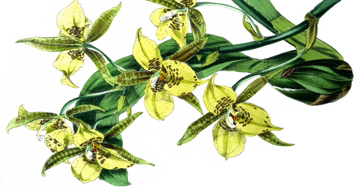 Free Flowers Images - Karen's Whimsy