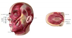 Anatomy of a Head - Karen's Whimsy