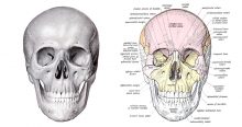 Anatomy of a Human Skull - Karen's Whimsy