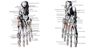 Diagrams of the Foot - Karen's Whimsy