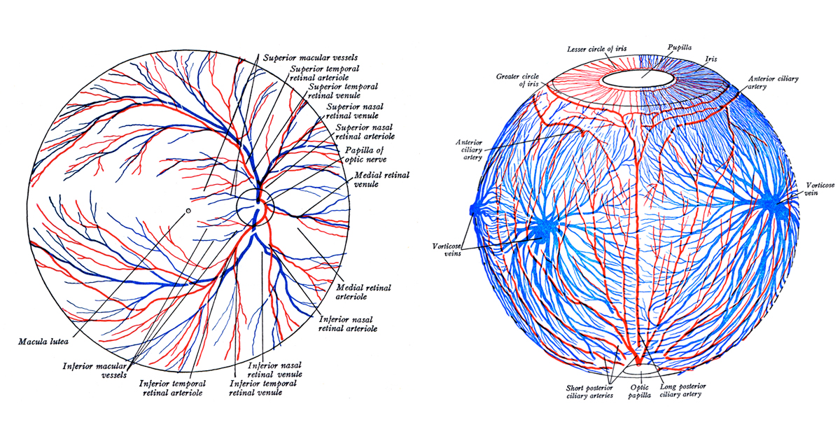 Eye Diagrams - Karen's Whimsy