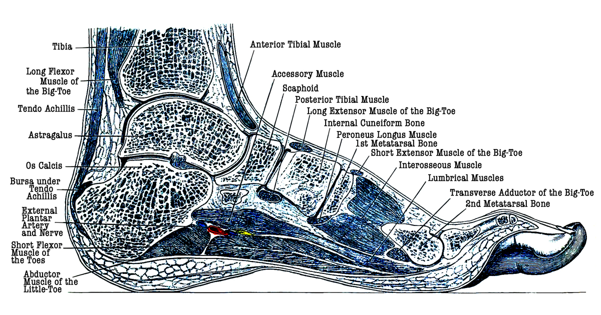 Foot Diagrams - Karen's Whimsy