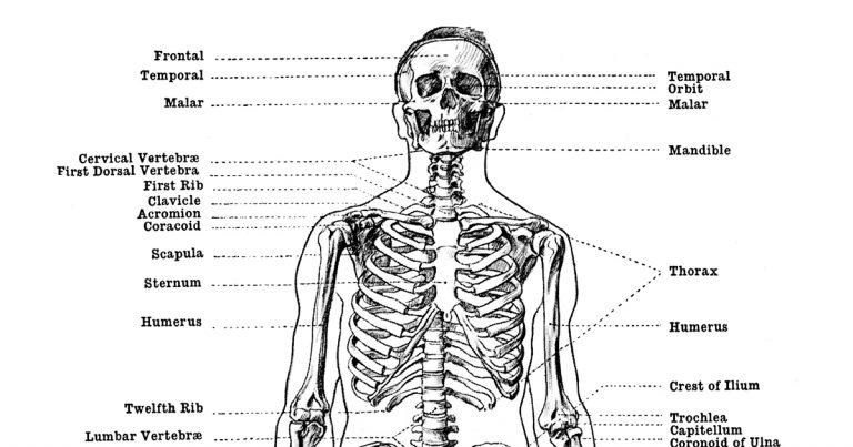 Labeled Skeletons - Karen's Whimsy