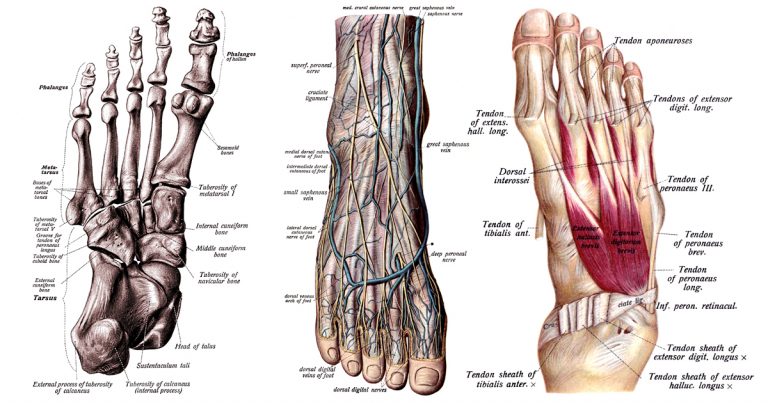 The Anatomy of the Foot - Karen's Whimsy