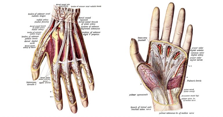 Anatomy of the Hand - Karen's Whimsy