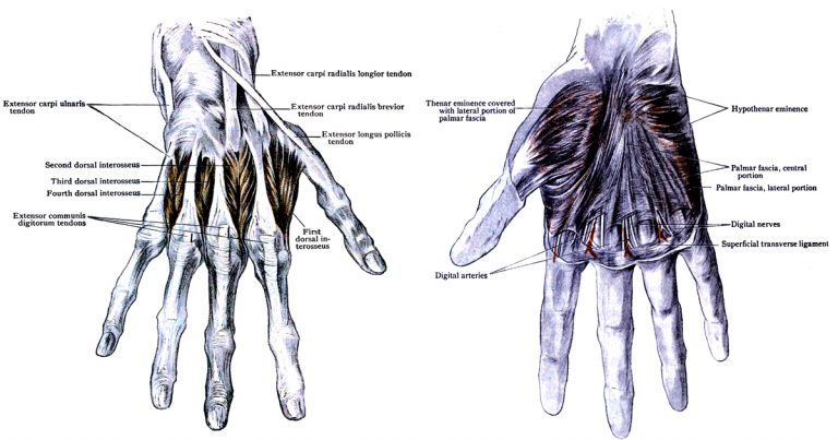 Diagrams of the Hand - Karen's Whimsy