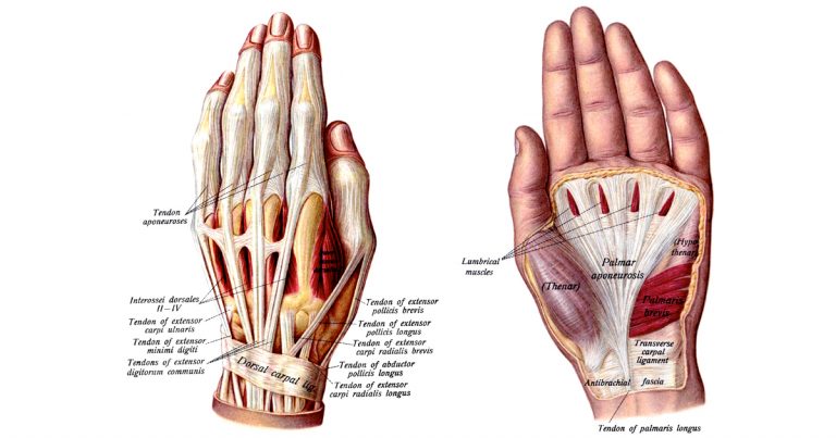 Hand Anatomy - Karen's Whimsy