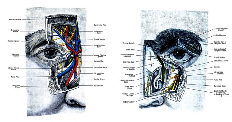 Diagrams of the Face - Karen's Whimsy