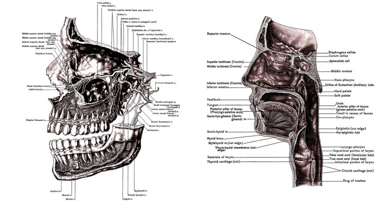 Diagrams of the Mouth - Karen's Whimsy
