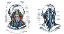 Neck Diagrams - Karen's Whimsy