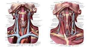 The Anatomy of the Neck - Karen's Whimsy