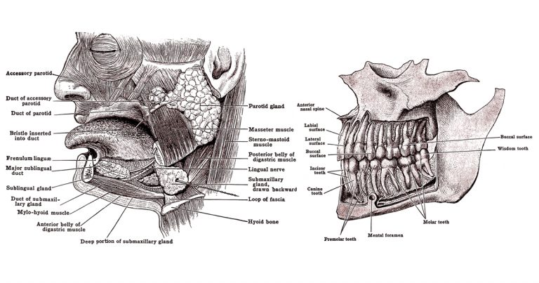 The Mouth Anatomy - Karen's Whimsy