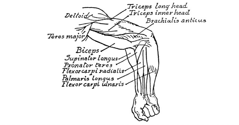 Anatomy of the Muscles of the Arm - Karen's Whimsy