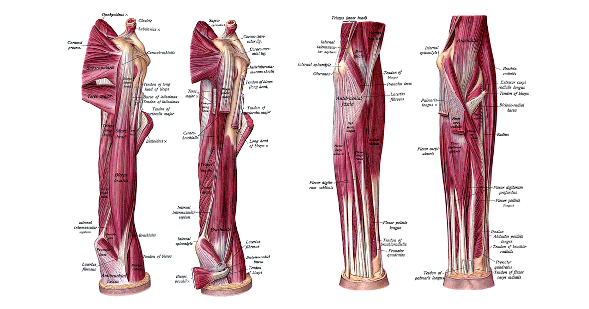 The Anatomy of the Arm - Karen's Whimsy