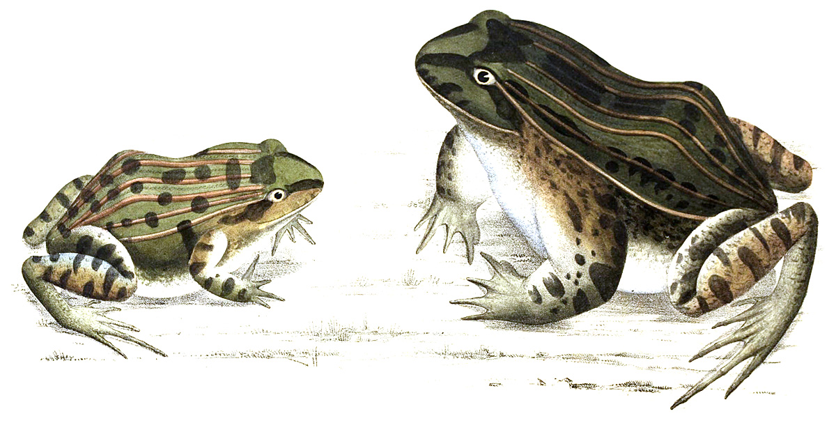 Clip Art of Frogs - Karen's Whimsy