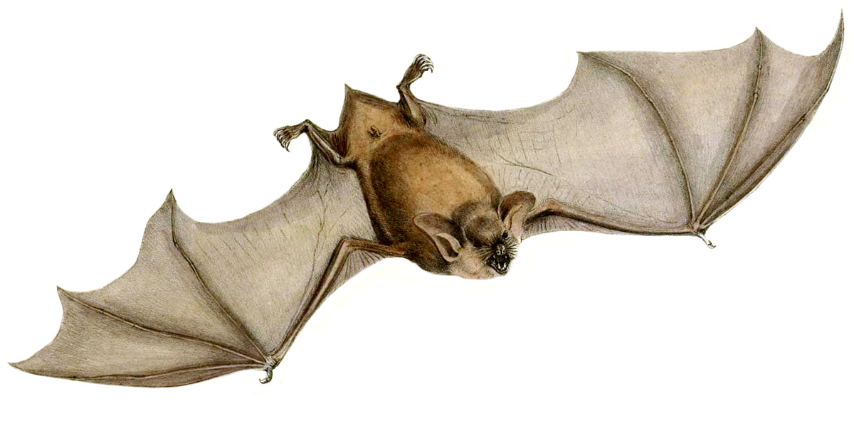 Bat Clip Art - Karen's Whimsy