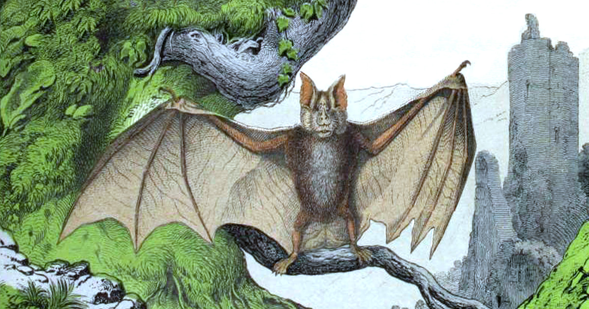 Bat Drawings - Karen's Whimsy