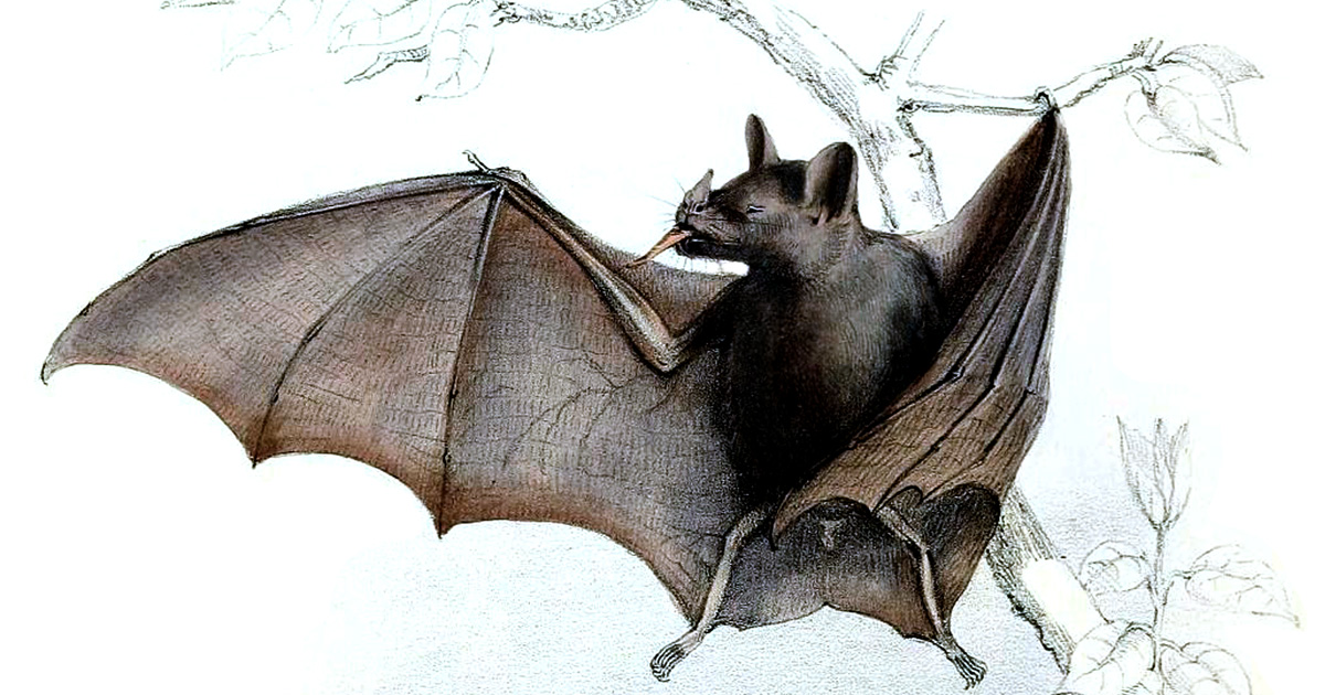 Bats Flying - Karen's Whimsy