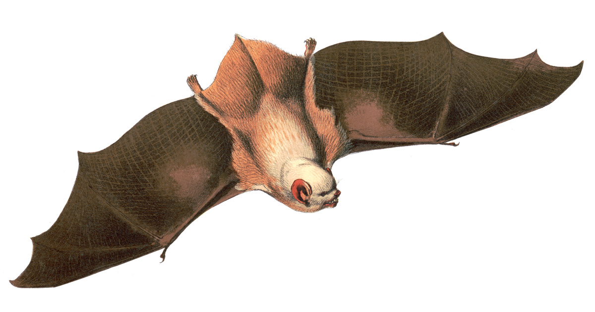 Clip Art of Bats - Karen's Whimsy