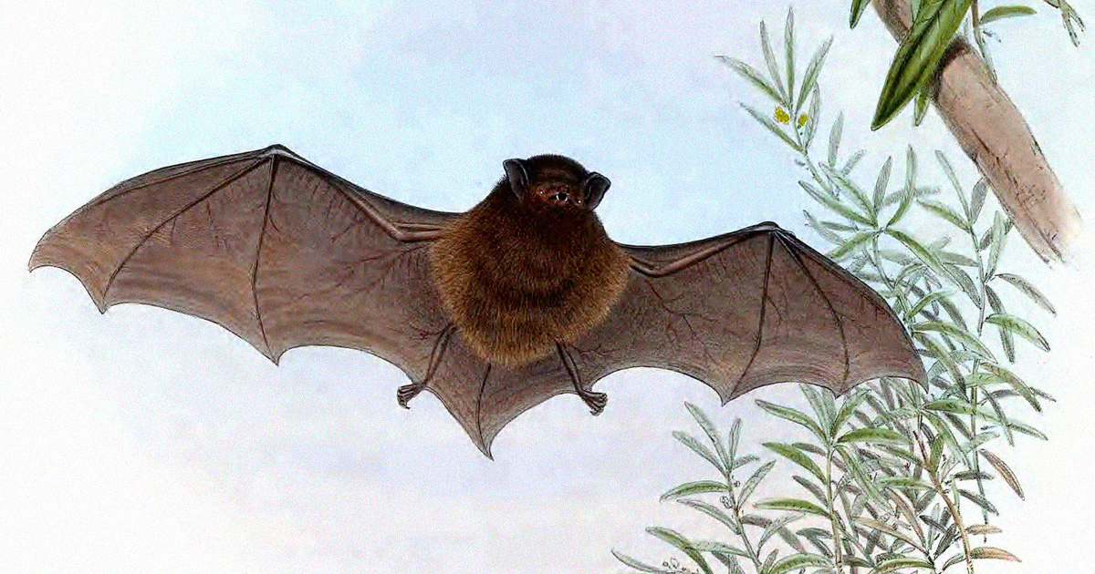 Drawings of Bats - Karen's Whimsy