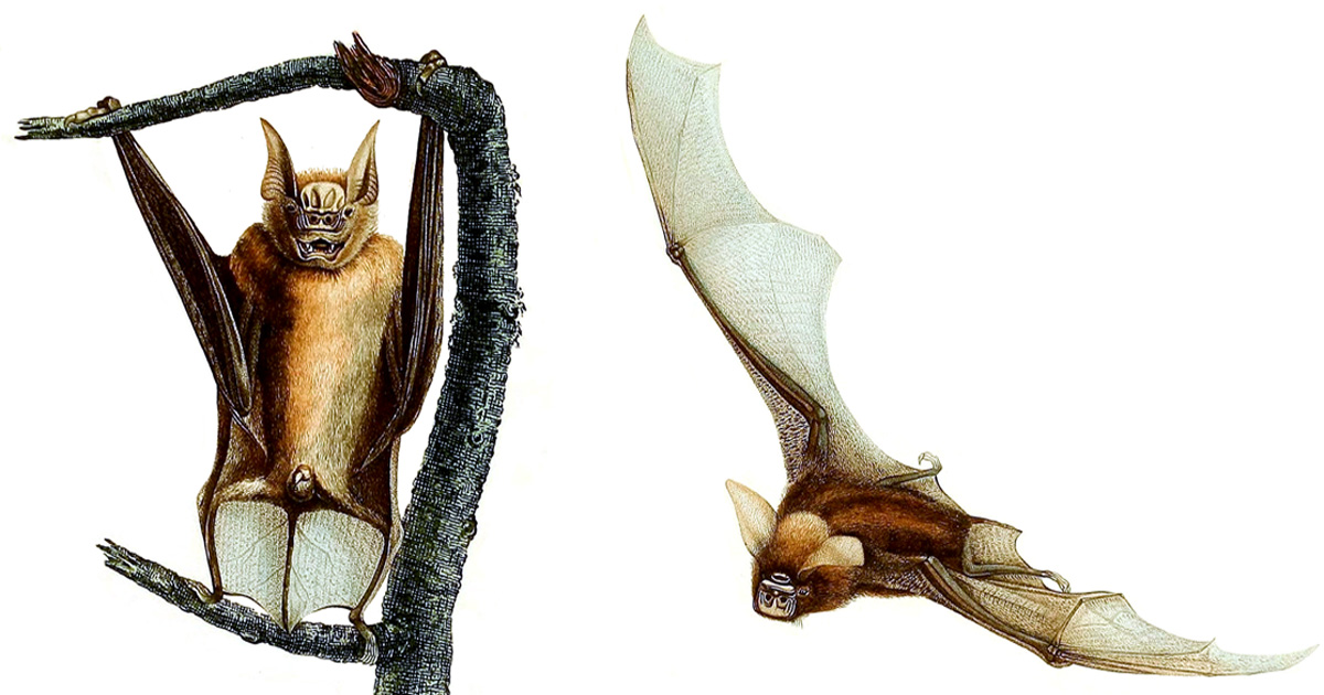 Images of Bats - Karen's Whimsy