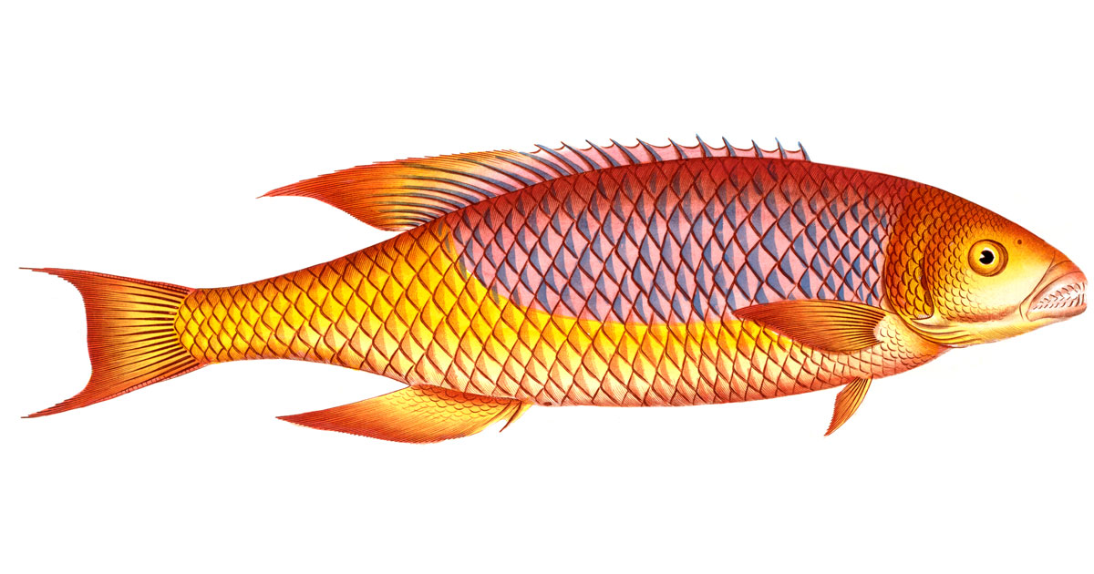 Clip Art of Fishes - Karen's Whimsy