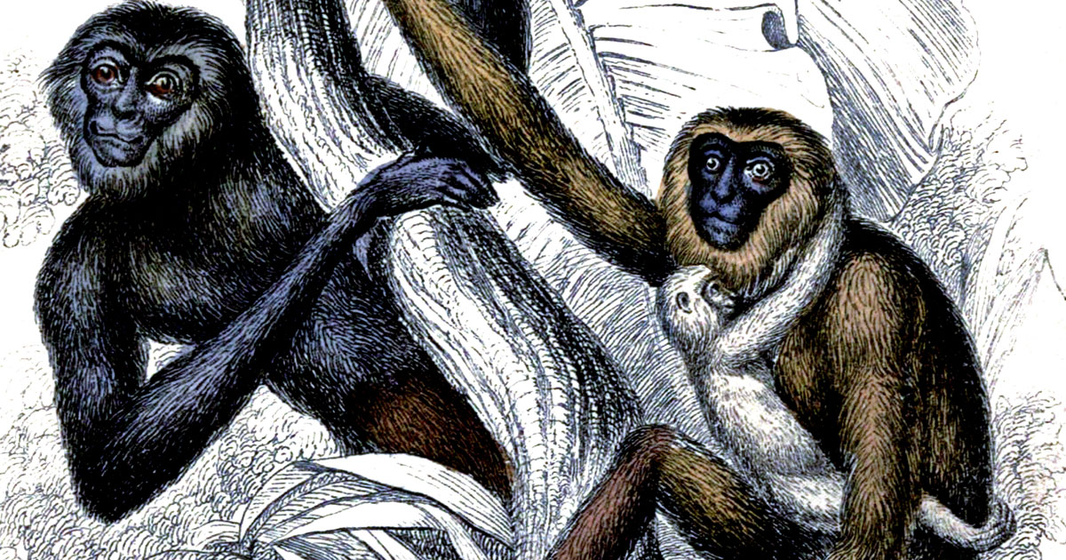 Monkeys and Apes - Karen's Whimsy
