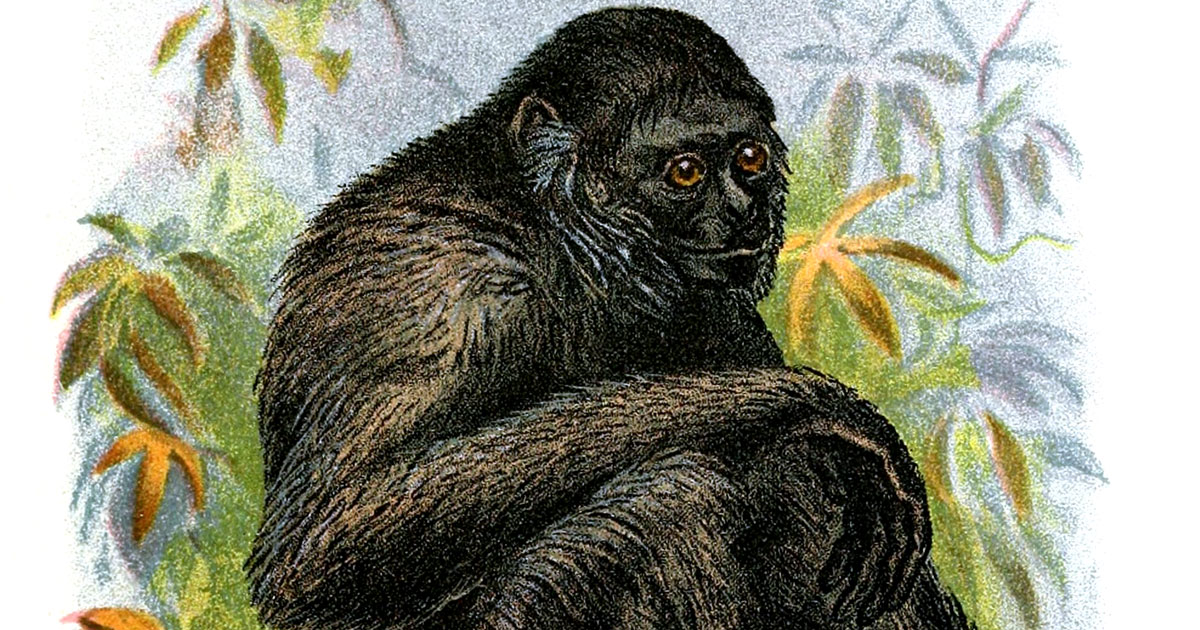 Types of Primates - Karen's Whimsy