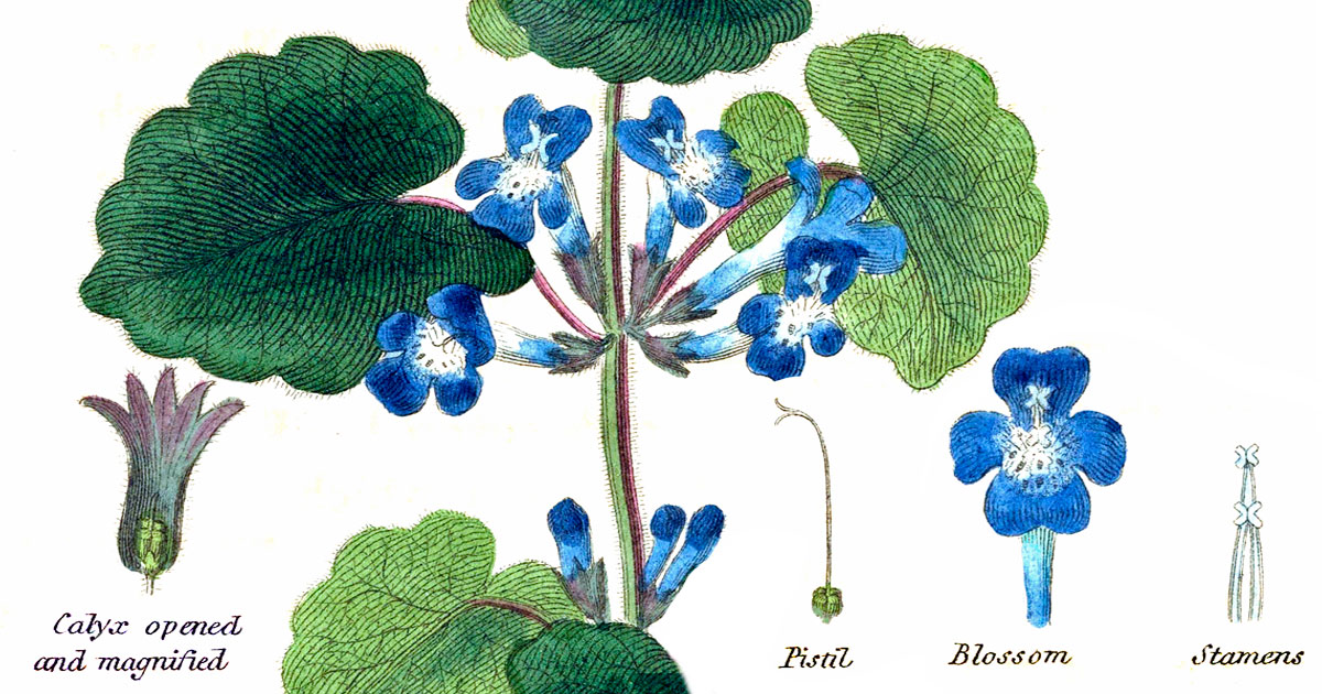 Flower Diagrams - Karen's Whimsy