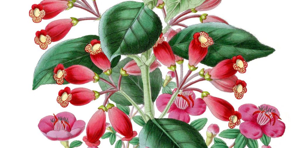 Flower Bouquet Clip Art - Karen's Whimsy