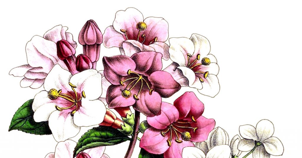 Flower Bouquets Clipart - Karen's Whimsy